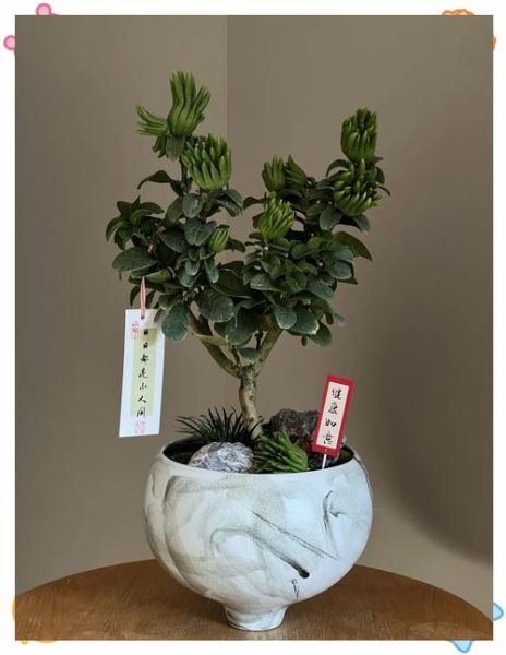 佛手果盆栽怎么养_佛手果种植方法-第2张图片-山城妙识