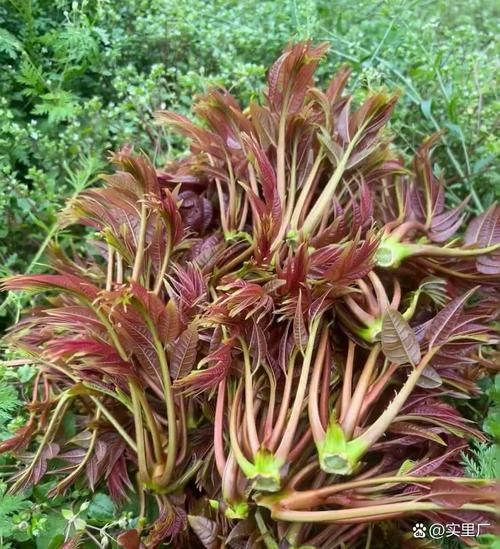 香椿致癌是真的吗_香椿一级致癌物真相-第3张图片-山城妙识