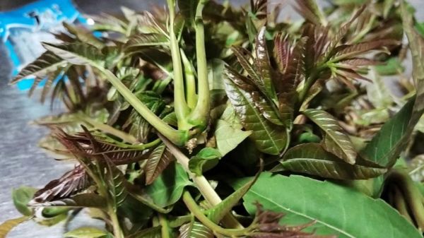 香椿致癌是真的吗_香椿一级致癌物真相-第2张图片-山城妙识