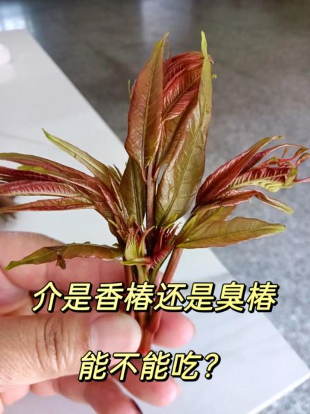 香椿致癌是真的吗_香椿一级致癌物真相-第1张图片-山城妙识