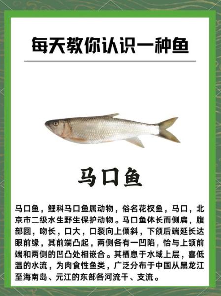 马口鱼为什么不能吃_马口鱼禁止食用原因-第2张图片-山城妙识