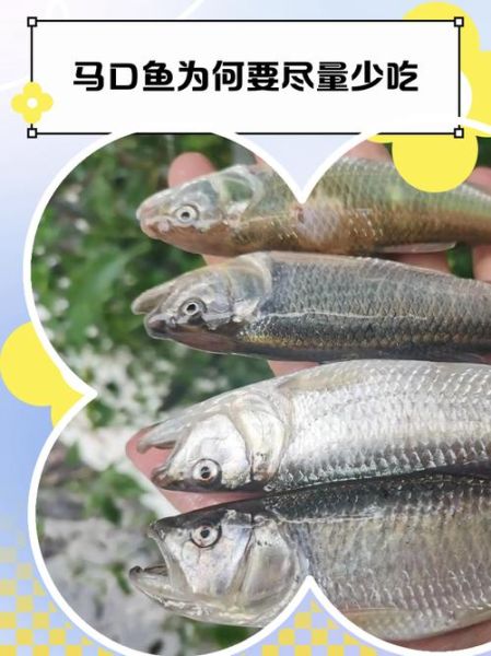 马口鱼为什么不能吃_马口鱼禁止食用原因-第1张图片-山城妙识