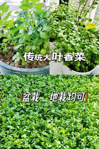 芫荽子是什么东西_芫荽子和香菜籽的区别-第3张图片-山城妙识
