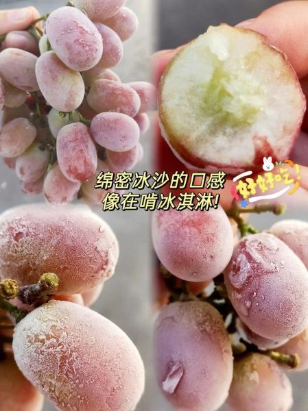 提子怎么保存时间长_提子可以放冰箱吗-第1张图片-山城妙识