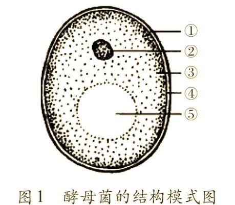 酵母菌长什么样_酵母菌图片如何辨别真假-第2张图片-山城妙识