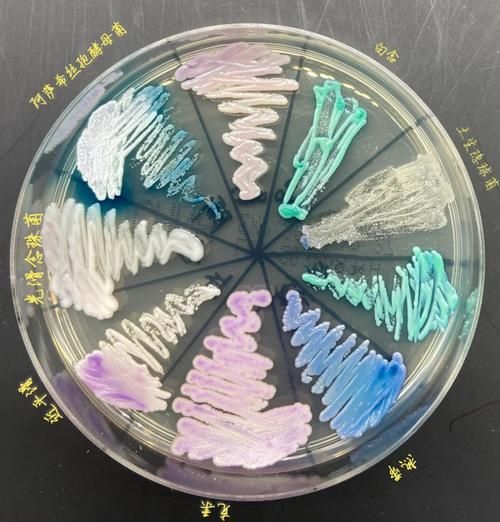 酵母菌长什么样_酵母菌图片如何辨别真假-第1张图片-山城妙识