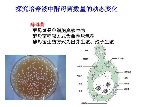 酵母菌长什么样_酵母菌图片如何辨别真假-第3张图片-山城妙识