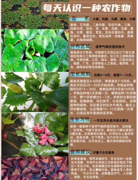 菱角怎么种植_菱角种植视频教程-第1张图片-山城妙识 菱角怎么种植_菱角种植视频教程-第1张图片-山城妙识