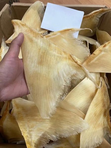 干鱼翅多少钱一斤_干鱼翅价格受哪些因素影响-第1张图片-山城妙识