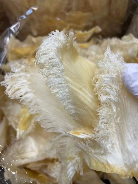 干鱼翅多少钱一斤_干鱼翅价格受哪些因素影响-第2张图片-山城妙识