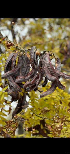 皂角树有什么价值_皂角树价格多少钱一棵-第1张图片-山城妙识