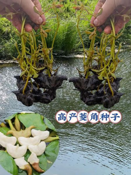 菱角怎么种植_菱角种植视频教程-第2张图片-山城妙识 菱角怎么种植_菱角种植视频教程-第2张图片-山城妙识