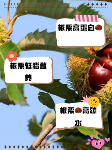 板栗吃了有什么好处_板栗营养价值高吗-第2张图片-山城妙识