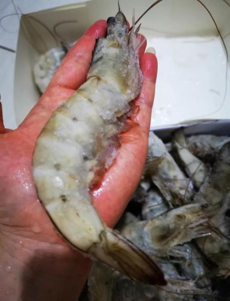 野生大对虾怎么做好吃_清蒸还是白灼-第3张图片-山城妙识 野生大对虾怎么做好吃_清蒸还是白灼-第3张图片-山城妙识