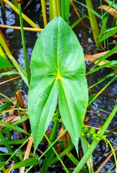 慈姑叶可以吃吗_慈姑叶的功效与作用-第1张图片-山城妙识