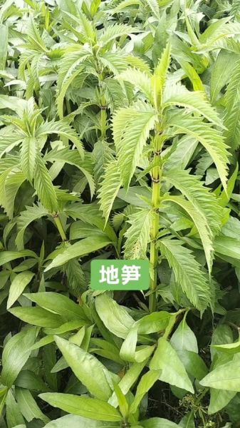 地笋怎么吃功效最好_地笋的禁忌人群有哪些-第3张图片-山城妙识