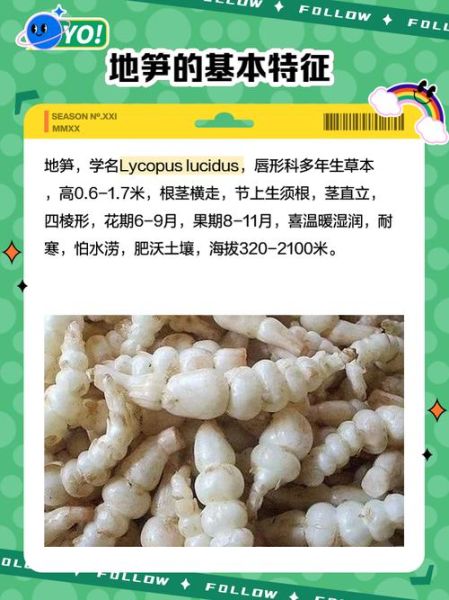 地笋怎么吃功效最好_地笋的禁忌人群有哪些-第2张图片-山城妙识