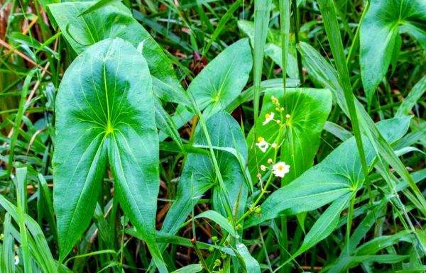 慈姑叶可以吃吗_慈姑叶的功效与作用-第2张图片-山城妙识