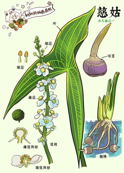 慈姑叶可以吃吗_慈姑叶的功效与作用-第3张图片-山城妙识