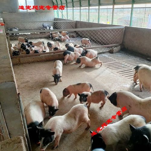 广西巴马香猪养殖基地在哪里_正宗巴马香猪产地路线-第1张图片-山城妙识