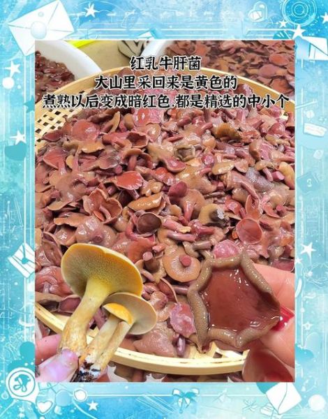 红牛肝菌有毒吗_误食后症状-第1张图片-山城妙识