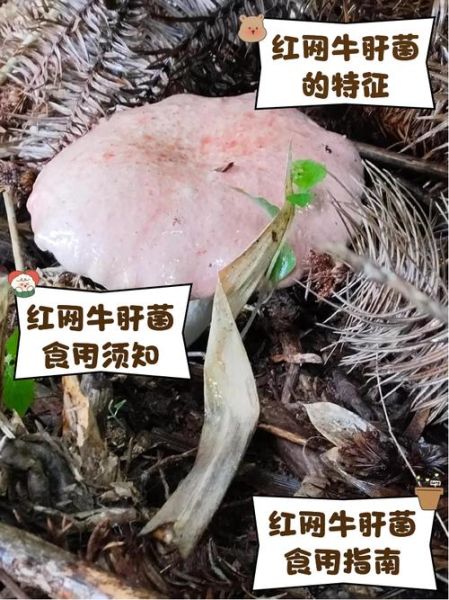 红牛肝菌有毒吗_误食后症状-第2张图片-山城妙识