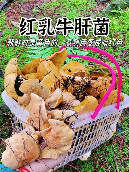 红牛肝菌有毒吗_误食后症状-第3张图片-山城妙识