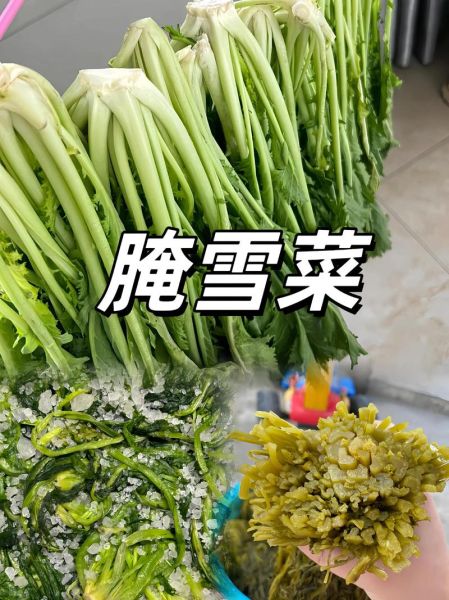 雪里红怎么做好吃_雪里红腌制方法-第2张图片-山城妙识