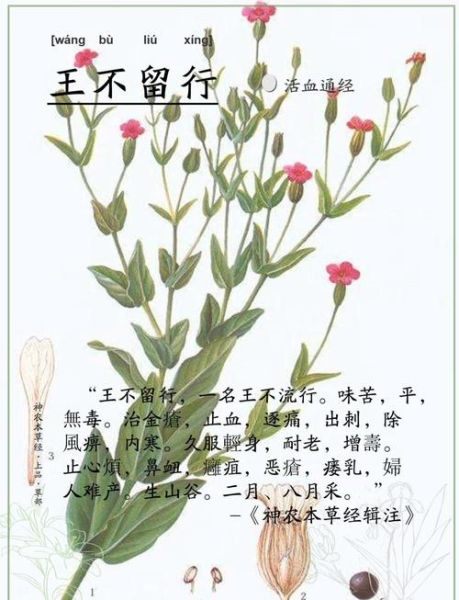 王不留行的功效与作用用量_孕妇能吃吗-第2张图片-山城妙识