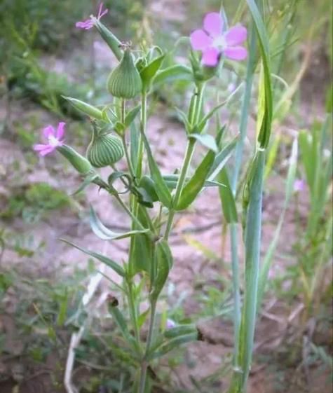 王不留行的功效与作用用量_孕妇能吃吗-第3张图片-山城妙识