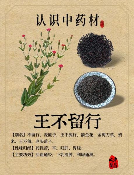 王不留行的功效与作用用量_孕妇能吃吗-第1张图片-山城妙识