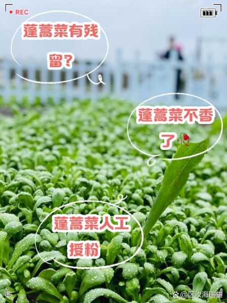 蓬蒿菜的功效与作用_蓬蒿菜哪些人不能吃-第3张图片-山城妙识