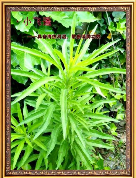 蓬蒿菜的功效与作用_蓬蒿菜哪些人不能吃-第2张图片-山城妙识