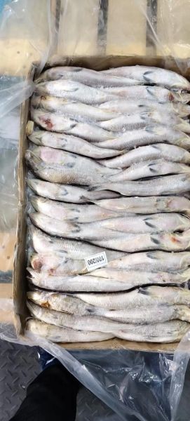 狗鱼图片多少钱一斤_狗鱼市场价格行情-第1张图片-山城妙识