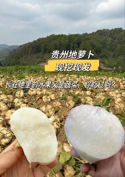 凉薯图片大全_凉薯怎么挑选才甜-第1张图片-山城妙识