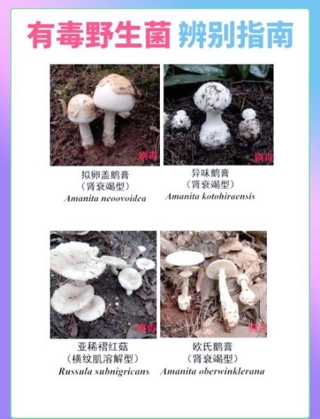 野生菌怎么辨别有毒_野生菌中毒症状有哪些-第1张图片-山城妙识