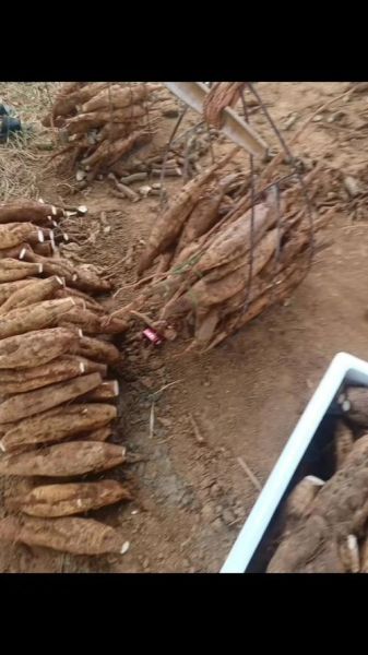 葛根图片多少钱一斤_葛根价格影响因素-第3张图片-山城妙识