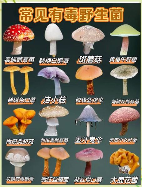 野生菌怎么辨别有毒_野生菌中毒症状有哪些-第3张图片-山城妙识
