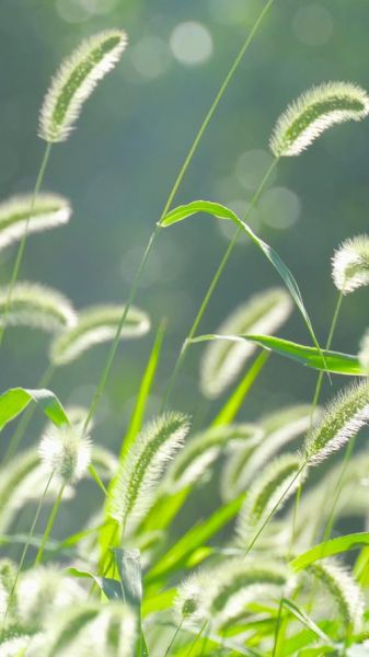 狗尾草图片怎么拍_狗尾草图片拍摄技巧-第1张图片-山城妙识 狗尾草图片怎么拍_狗尾草图片拍摄技巧-第1张图片-山城妙识