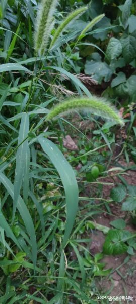 狗尾草图片怎么拍_狗尾草图片拍摄技巧-第3张图片-山城妙识 狗尾草图片怎么拍_狗尾草图片拍摄技巧-第3张图片-山城妙识