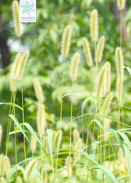 狗尾草图片怎么拍_狗尾草图片拍摄技巧-第2张图片-山城妙识 狗尾草图片怎么拍_狗尾草图片拍摄技巧-第2张图片-山城妙识