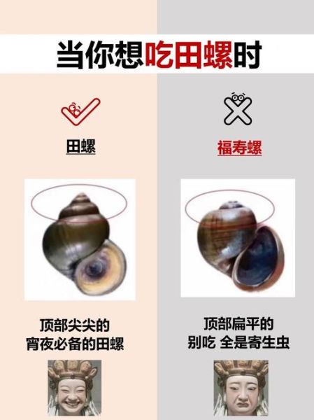 田螺图片大全大图真实_如何分辨野生与养殖-第2张图片-山城妙识