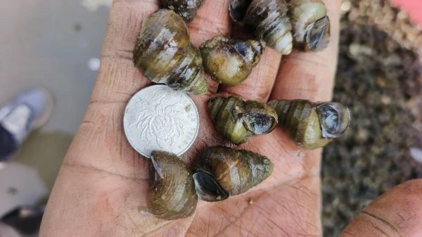 田螺图片大全大图真实_如何分辨野生与养殖-第3张图片-山城妙识