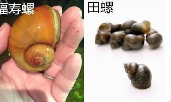 田螺图片大全大图真实_如何分辨野生与养殖-第1张图片-山城妙识