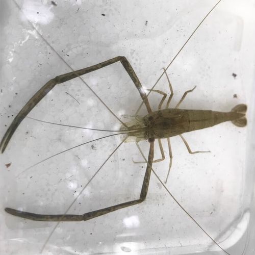 长脚虾怎么养_长脚虾吃什么-第3张图片-山城妙识