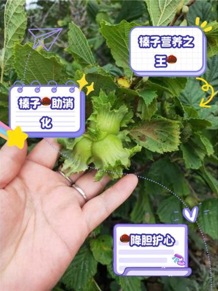 新鲜榛子的功效与作用_新鲜榛子怎么吃最好-第2张图片-山城妙识