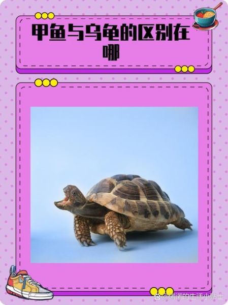 为什么吃甲鱼不吃乌龟_甲鱼与乌龟区别-第1张图片-山城妙识 为什么吃甲鱼不吃乌龟_甲鱼与乌龟区别-第1张图片-山城妙识