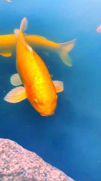 招财鱼图片大全大图_招财鱼高清图怎么选-第1张图片-山城妙识 招财鱼图片大全大图_招财鱼高清图怎么选-第1张图片-山城妙识