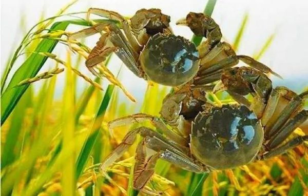 河蟹在家怎么养_河蟹能活多久-第1张图片-山城妙识