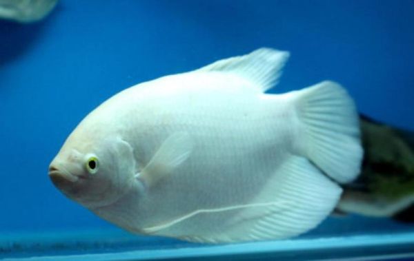 招财鱼图片大全大图_招财鱼高清图怎么选-第3张图片-山城妙识 招财鱼图片大全大图_招财鱼高清图怎么选-第3张图片-山城妙识